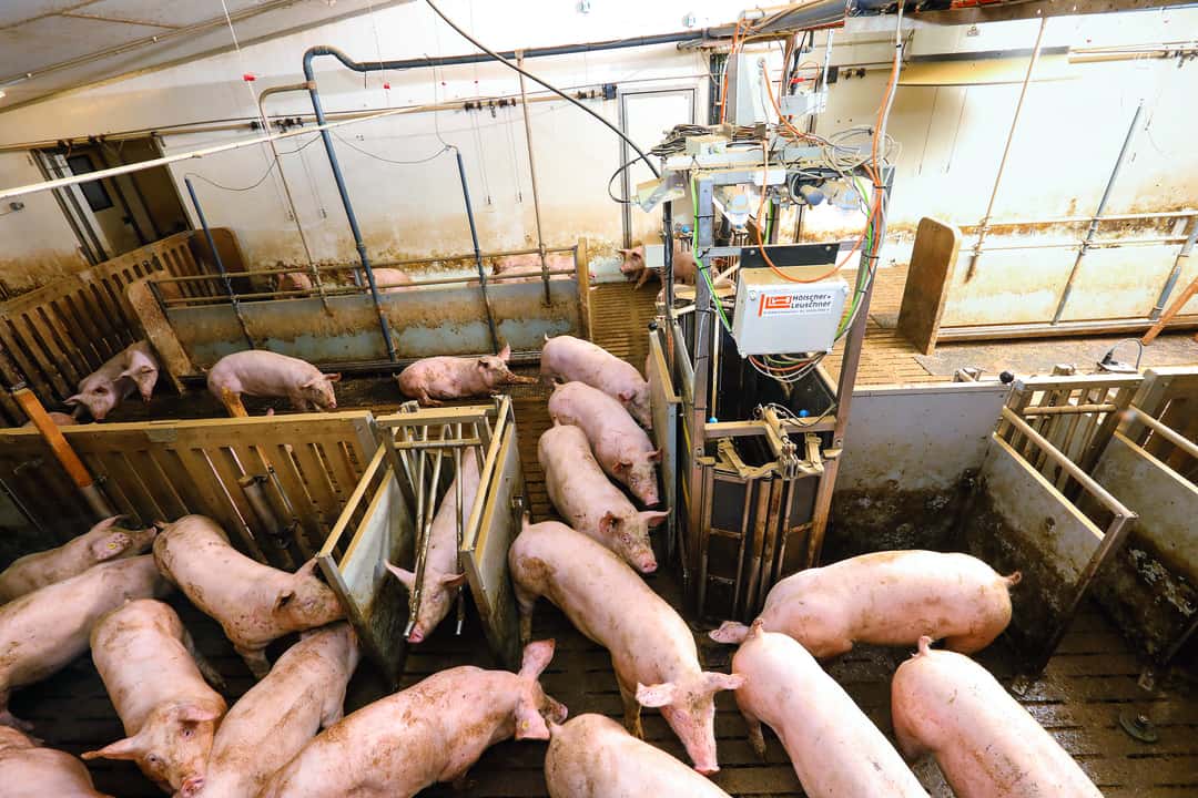 Tierindividuelle Schweinefütterung: Für jeden Typ das beste Futter ...