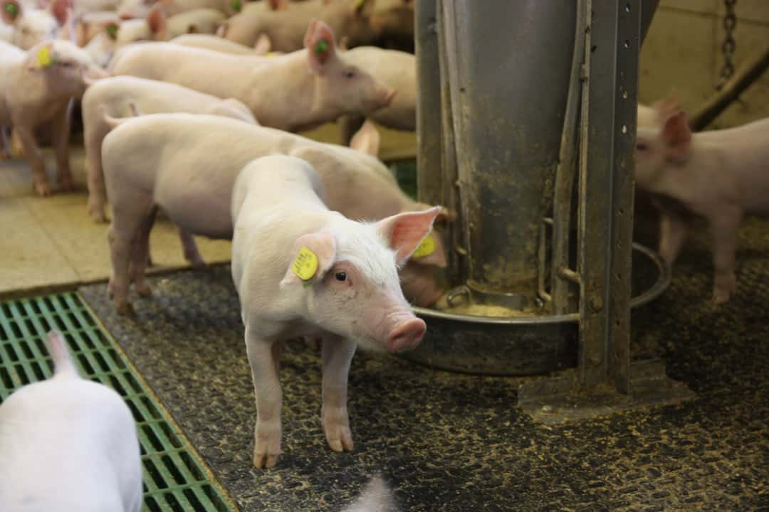 Ausgeglichene Verhältnisse am Ferkelmarkt | top agrar online