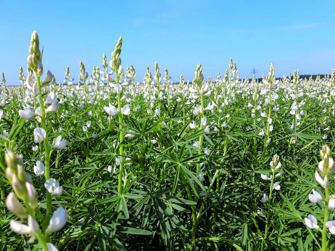 Drei goldene Tipps für den Anbau von Körnerleguminosen | top agrar online