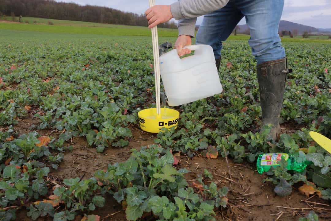 Achtung Rapsschädlinge kommen - So stellen Sie Gelbschalen richtig auf ...