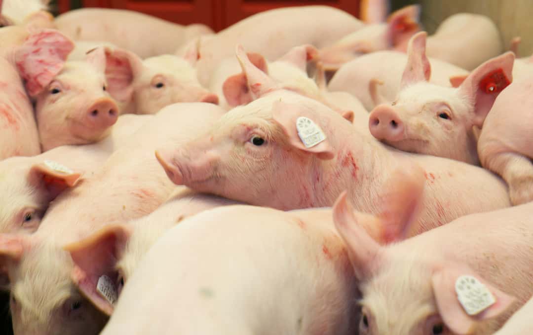 Es kommt Schwung in die Ferkelnachfrage | top agrar online