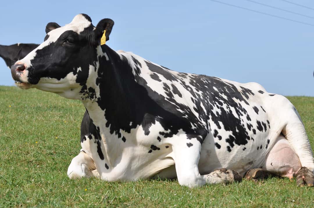 Rinder mit CRISP/Cas genetisch auf Slick-Fell gezüchtet | top agrar online