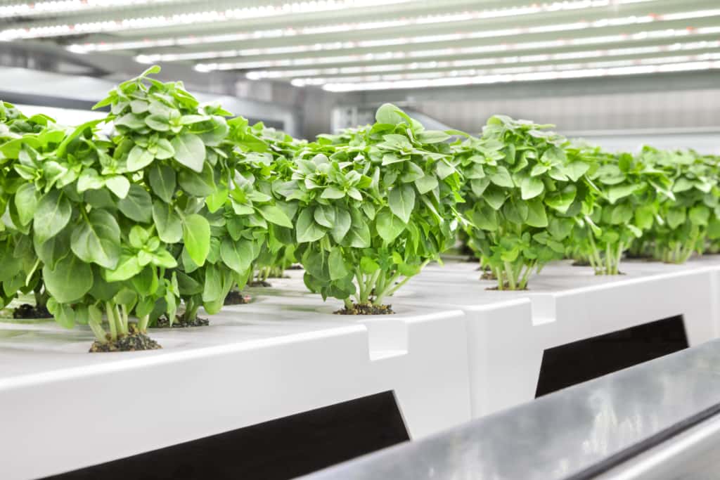 Vertical Farming – ein Blick in die Zukunft | top agrar online