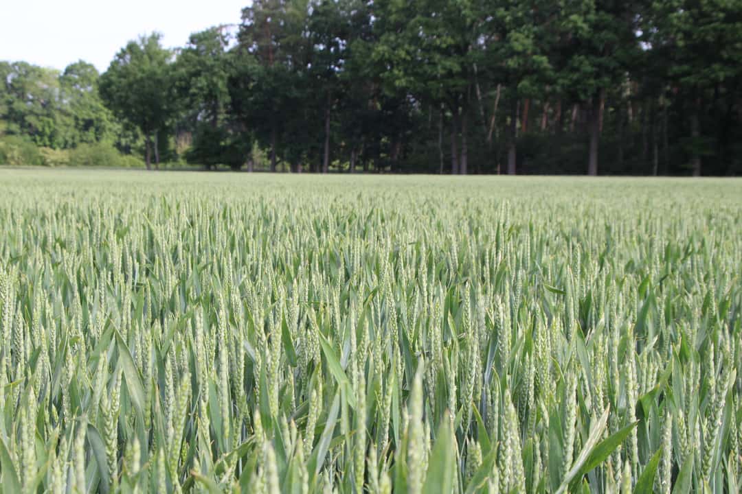 Winterweizen: Die Favoriten für den Süden | top agrar online