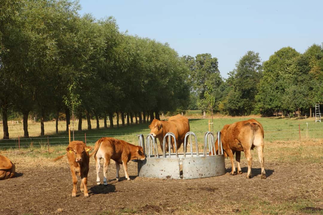 Tag der offenen Weide: Aufklärung zur Lage der Weidetierhaltung | top ...