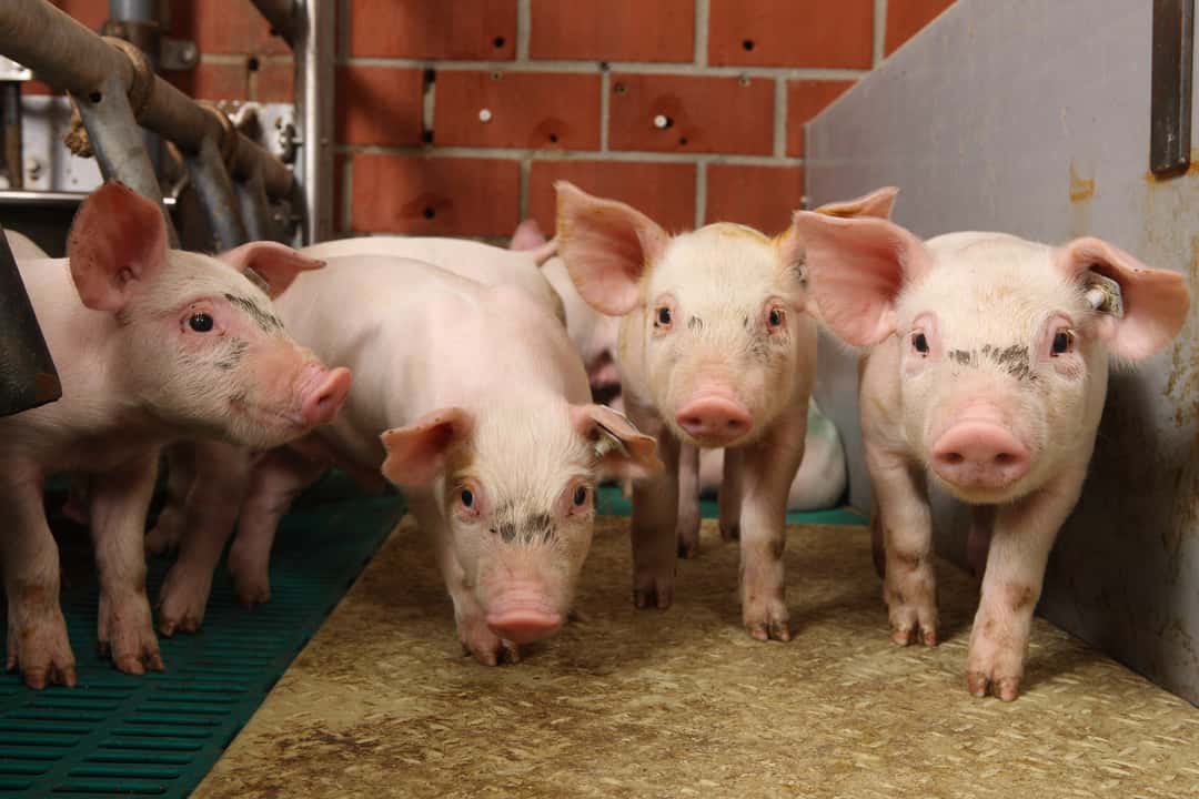 Hortmann-Scholten: Schweineproduktion bleibt trotz steigender Preise ...