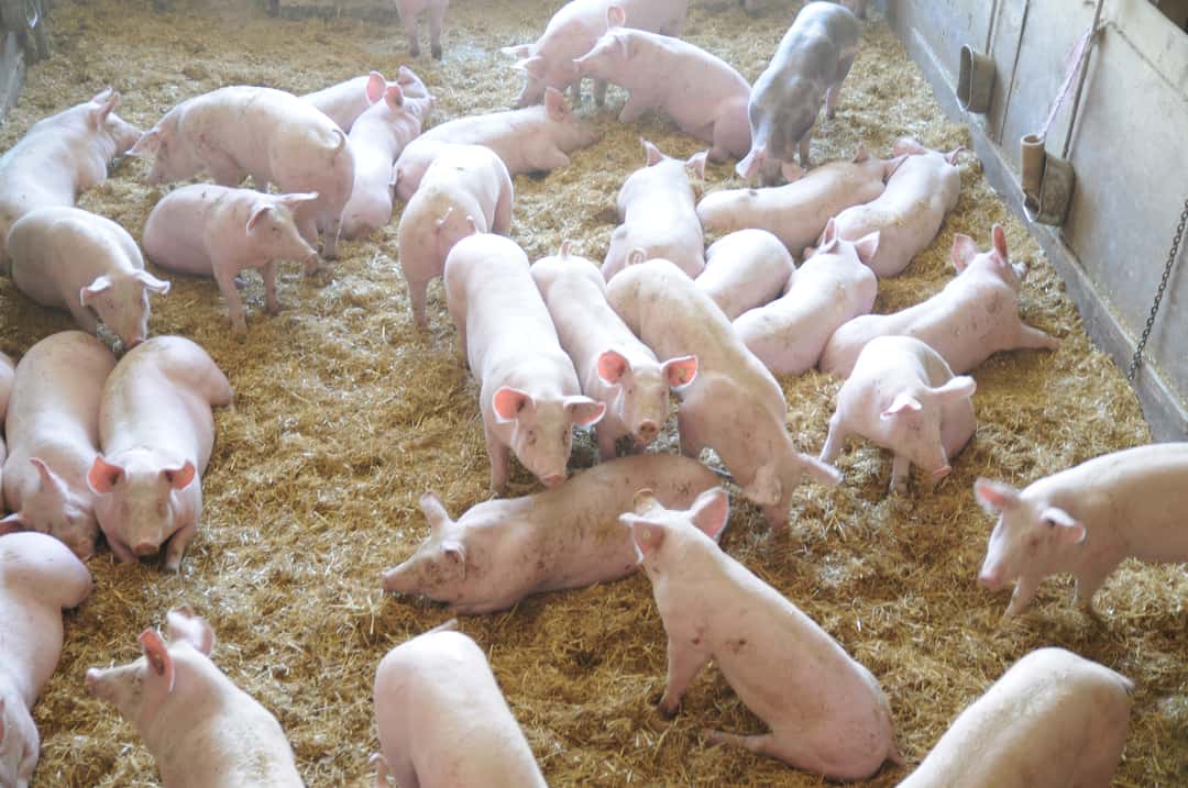 Neuer DB-Rechner für Haltungsformen in der Mast | top agrar online