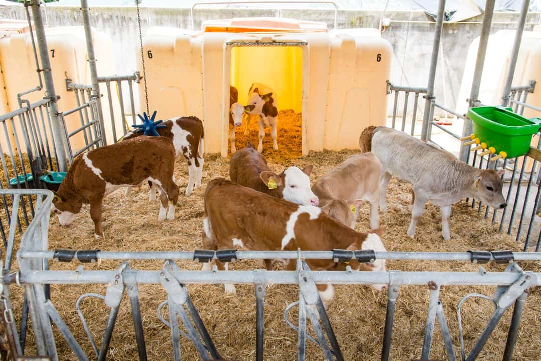 Mit fitten Kälbern in die Zukunft | top agrar online