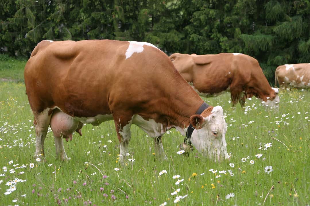 Aus für Anbindehaltung in Österreich gilt auch für Rindfleisch | top ...