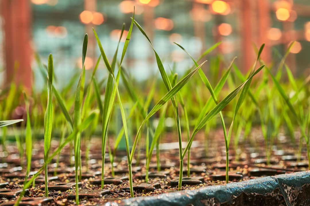 KWS mit deutlichem Wachstum im ersten Quartal | top agrar online