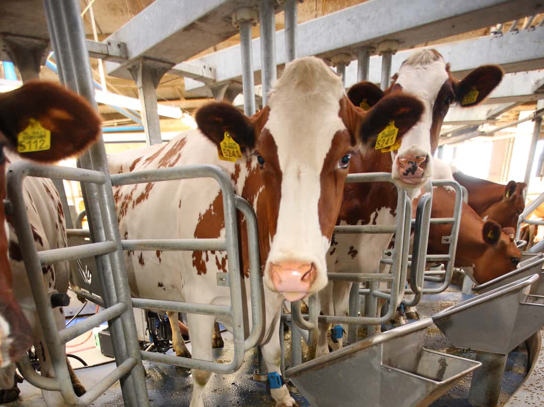 Milchmarkt IG-Milchbarometer sinkt deutlich | top agrar online