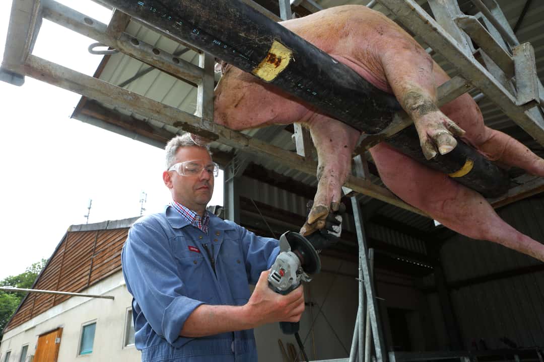 Klauenpflege bei Sauen: So erreichen Landwirte eine höhere ...