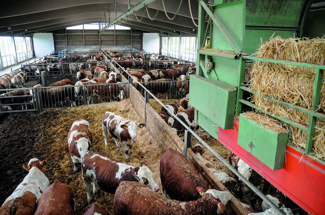 Rindfleisch aus Haltungsformstufe 2 oder 3: Rechnet sich das für die ...