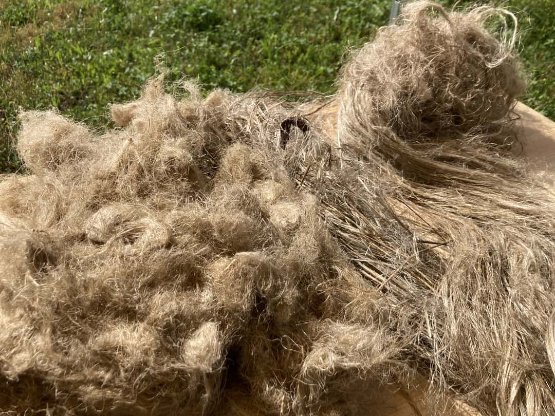 Schweizer Landwirte bauen sich mit dem Anbau von Flachs neue ...