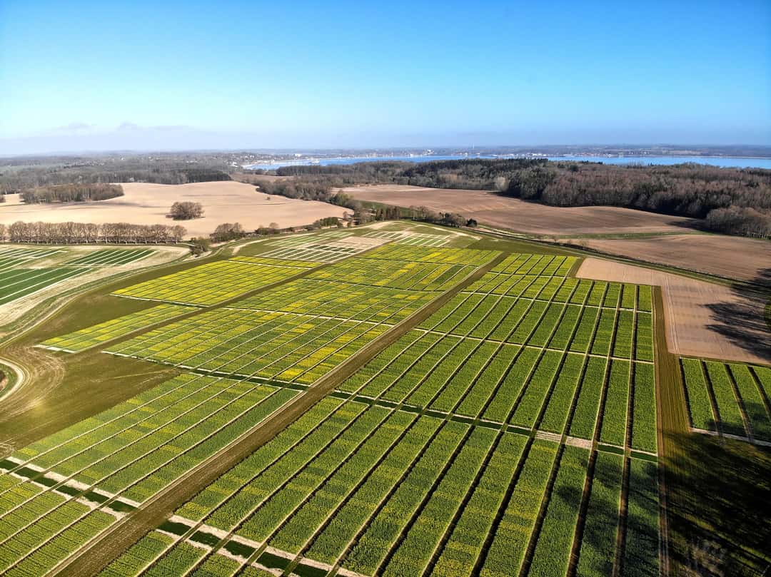 Vier neue Winterrapssorten von Rapool zugelassen | top agrar online