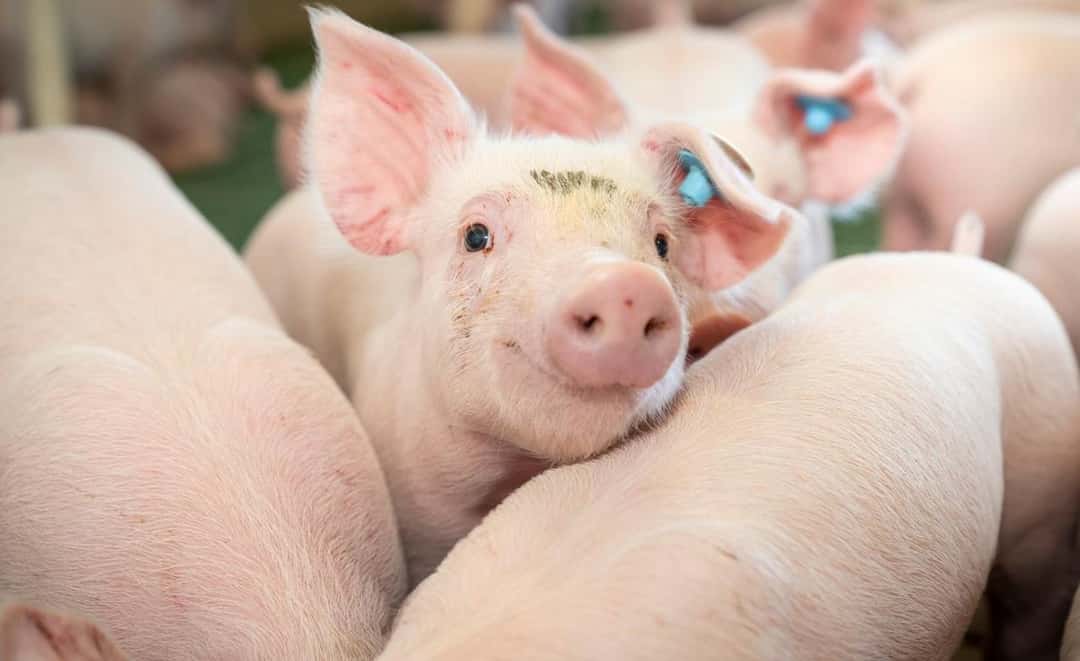 Hortmann-Scholten rechnet mit positiver Entwicklung am Schweinemarkt
