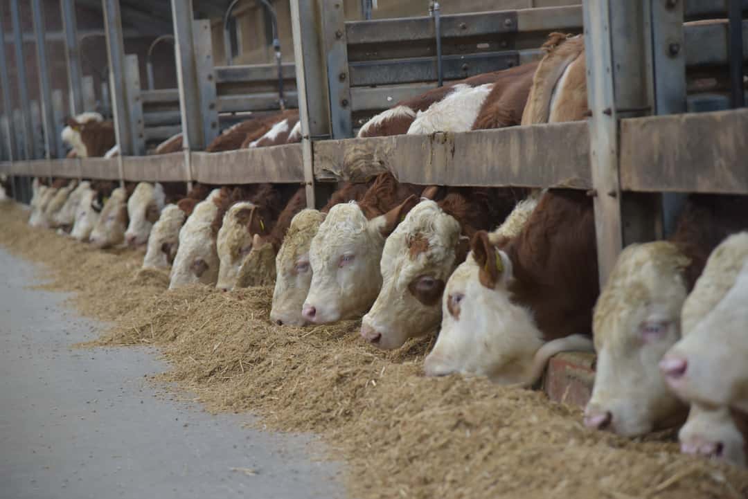 Wie lassen sich Bullen rentabel mästen? | top agrar online