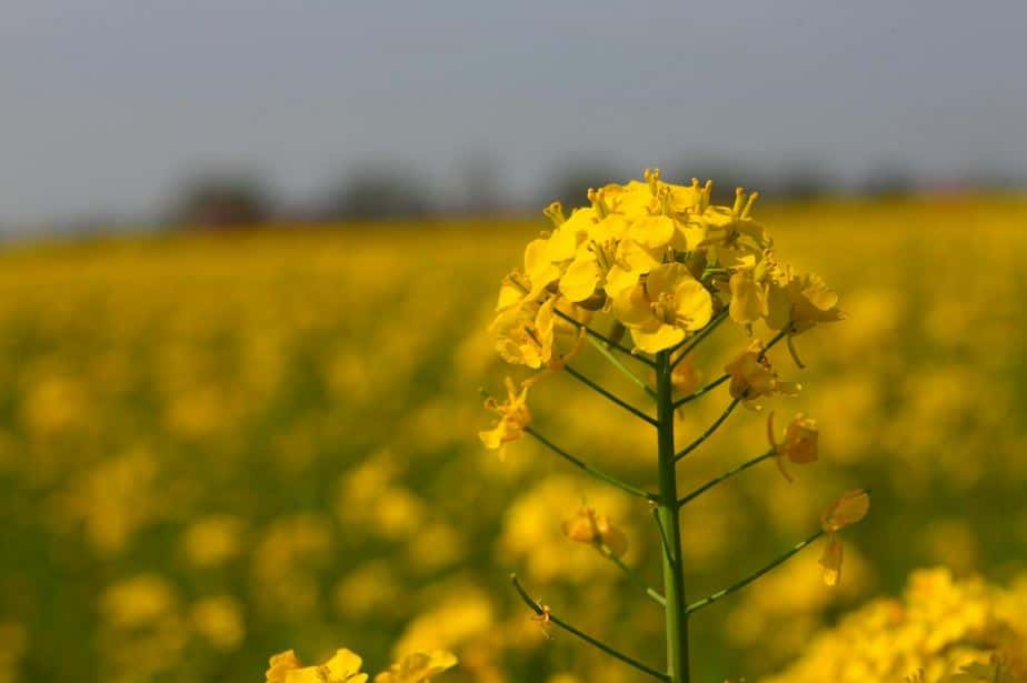 Getreide unhd Rapspreise bewegen sich kaum