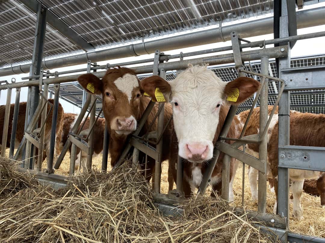 Podcast Weitergedacht: Kühe unter Strom – Agri-PV und Mutterkuhhaltung ...