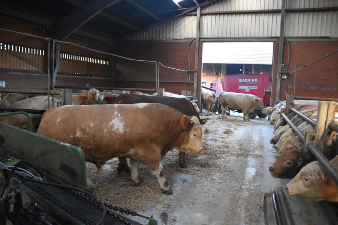 Preise für Bullen und Schlachtkühe ziehen weiter an | top agrar online