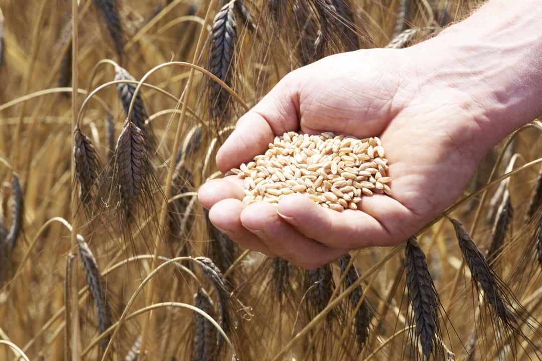 Landwirte berichten: Das kann man mit Dinkel und Emmer verdienen