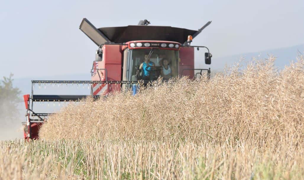 Matif-Raps läuft Richtung 500 Euro | top agrar online