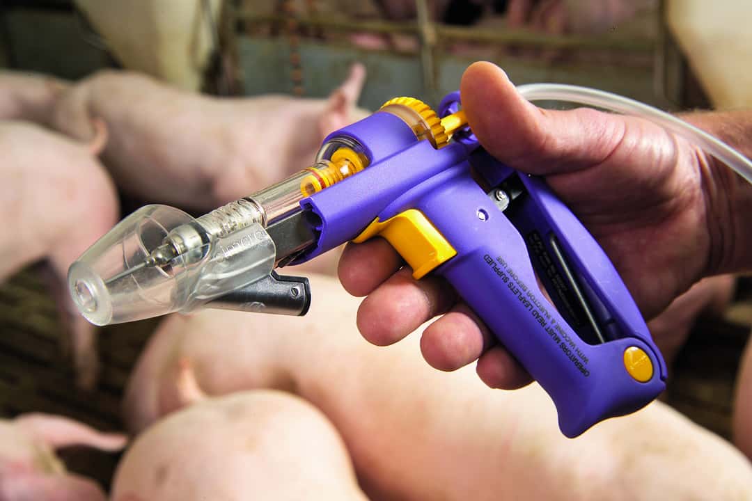 Immunokastration: Feldstudien zeigen - Improvac ist praxistauglich