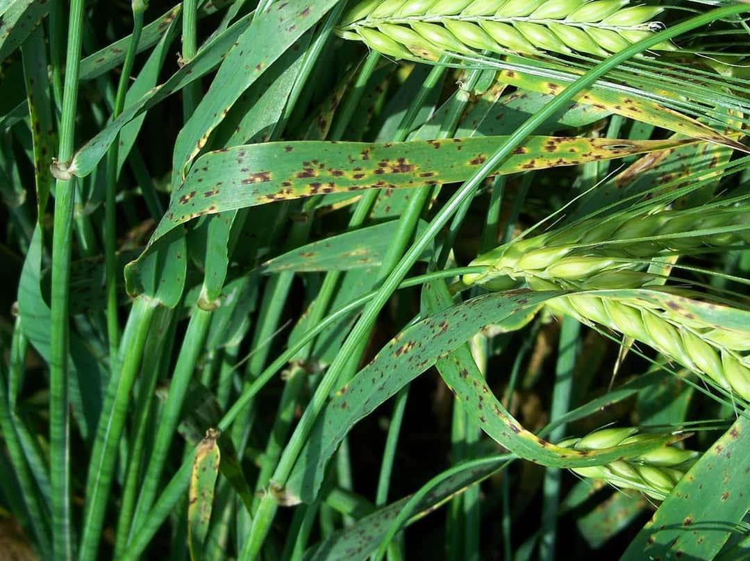 So halten Sie Ihre Wintergerste gesund | top agrar online