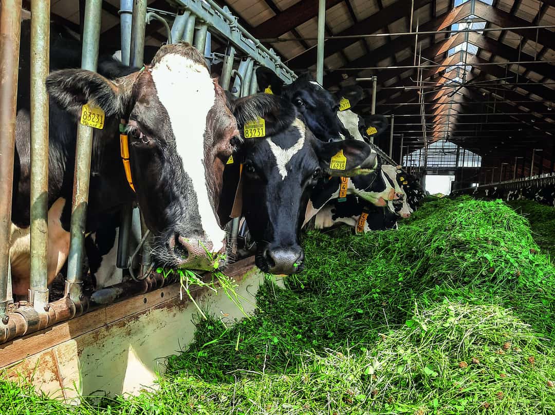 Beliebte Stickstoffsammler: So silieren Landwirte erfolgreich die ...