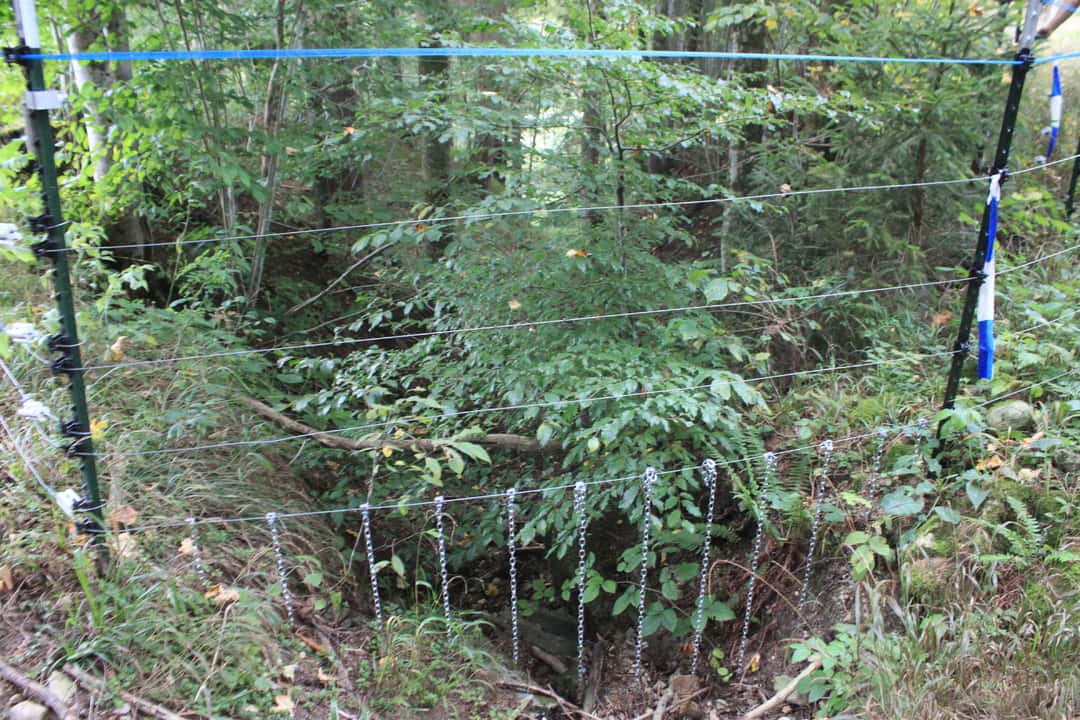 Wolfsabwehrende Zäune aktuell der effektivste Schutz