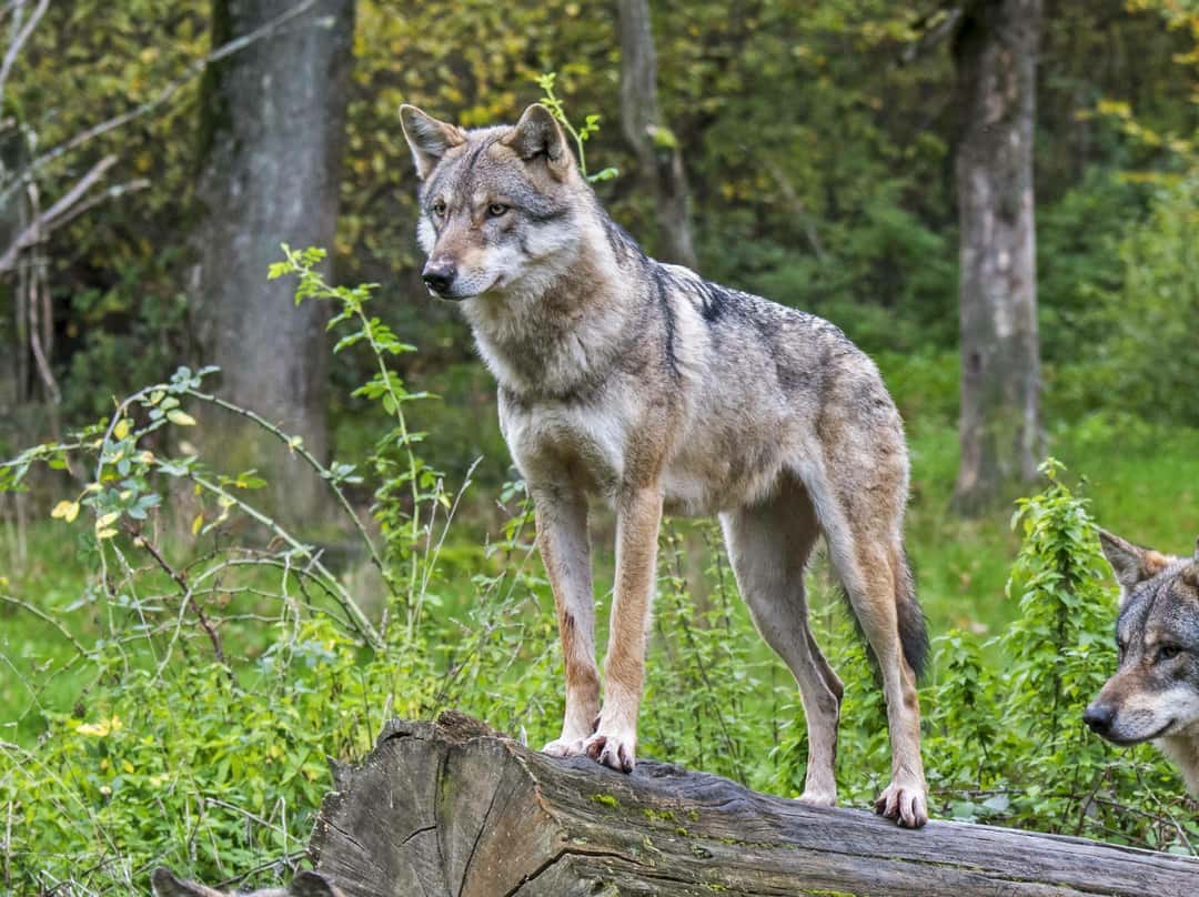 Deutschland ist nach über hundert Jahren wieder Wolfsland