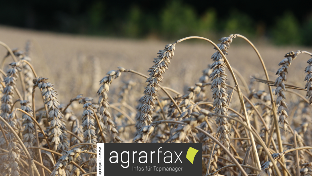 Raps und Getreide: Haben die Preise ihren Tiefpunkt erreicht? - ein ...