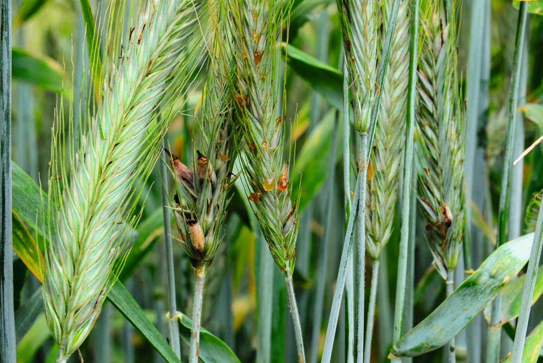 Denken Sie daran, dass für Mutterkorn in Roggen neue Grenzwerte gelten