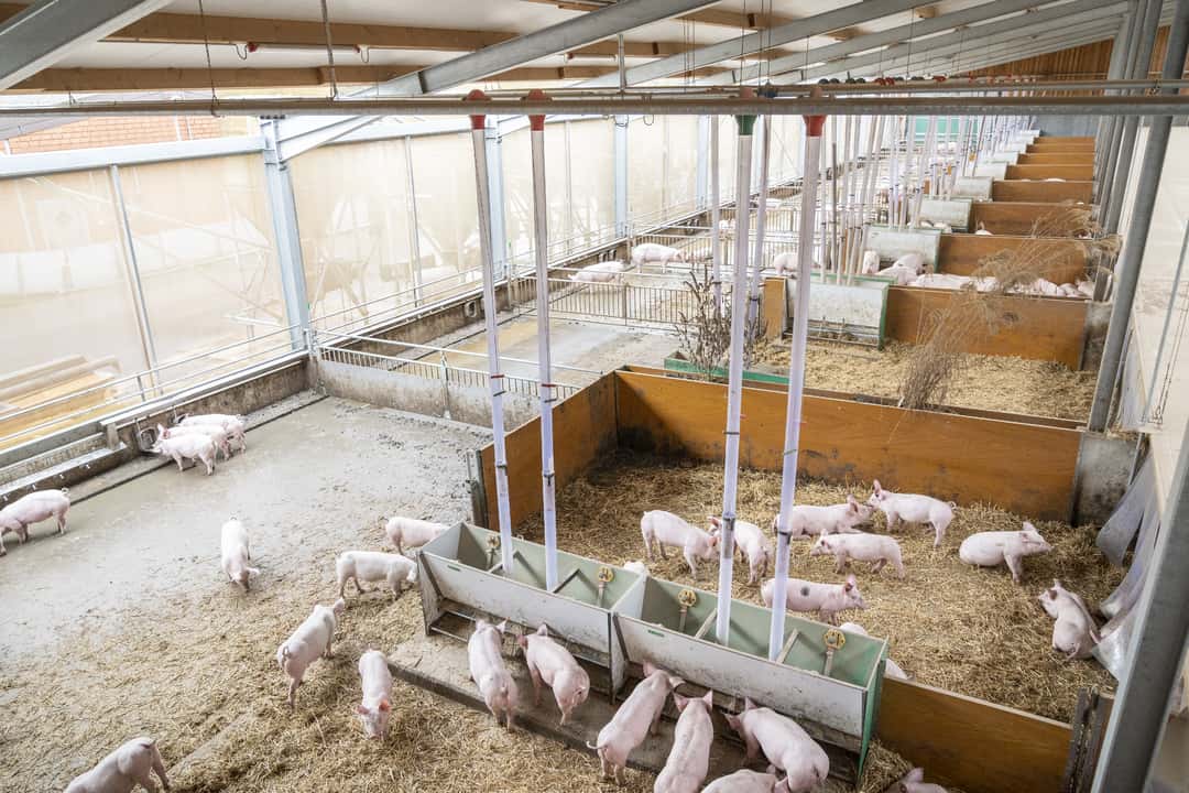 Tierwohlstall mit Ferkelaufzucht und Schweinemast | top agrar online
