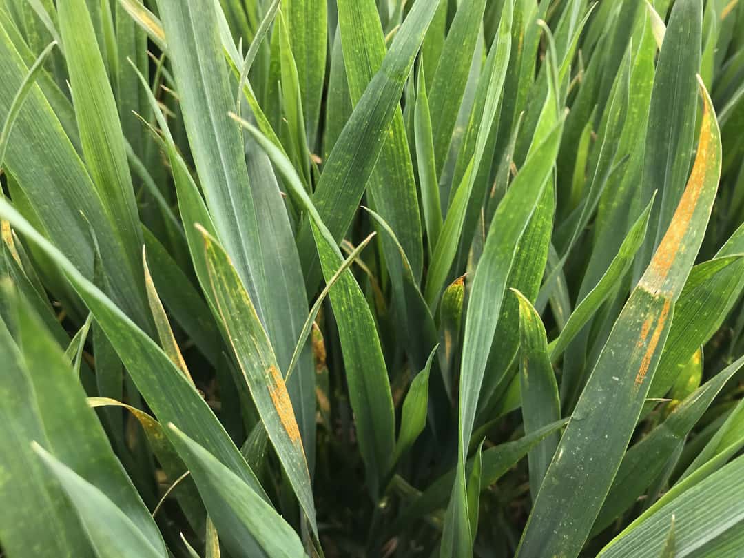 Septoria und Gelbrost drohen im Weizen - Handeln Sie jetzt! | top agrar ...