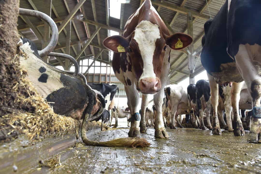 Milchvieh: Diese Böden schonen die Klauen von Kühen