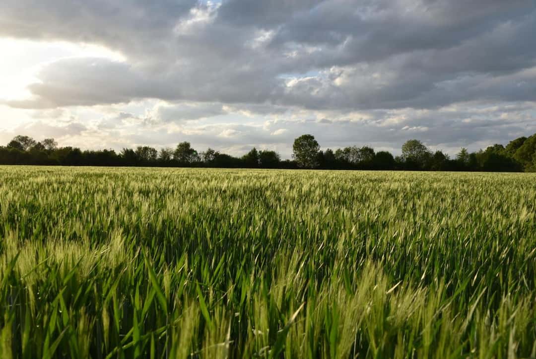Weizenmarkt blickt aufs Wetter; Raps hält sich über 400 € | top agrar ...