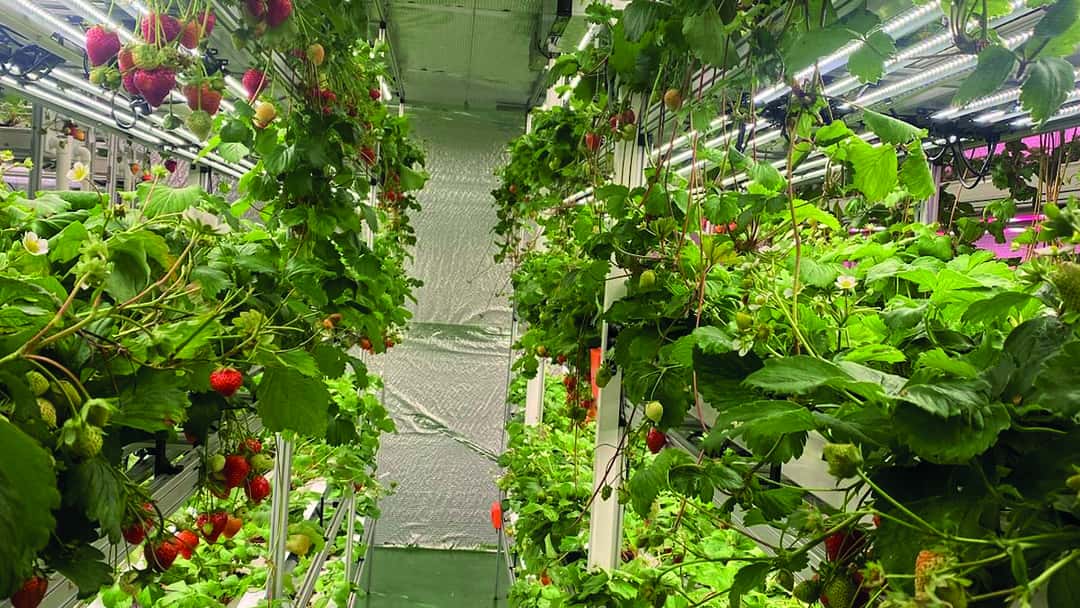 Start-up vGreens will ganzjährig Erdbeeren per Vertical Farming produzieren