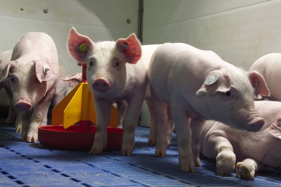 Lahmende und hustende Ferkel: Nicht immer sind Streptokokken schuld ...