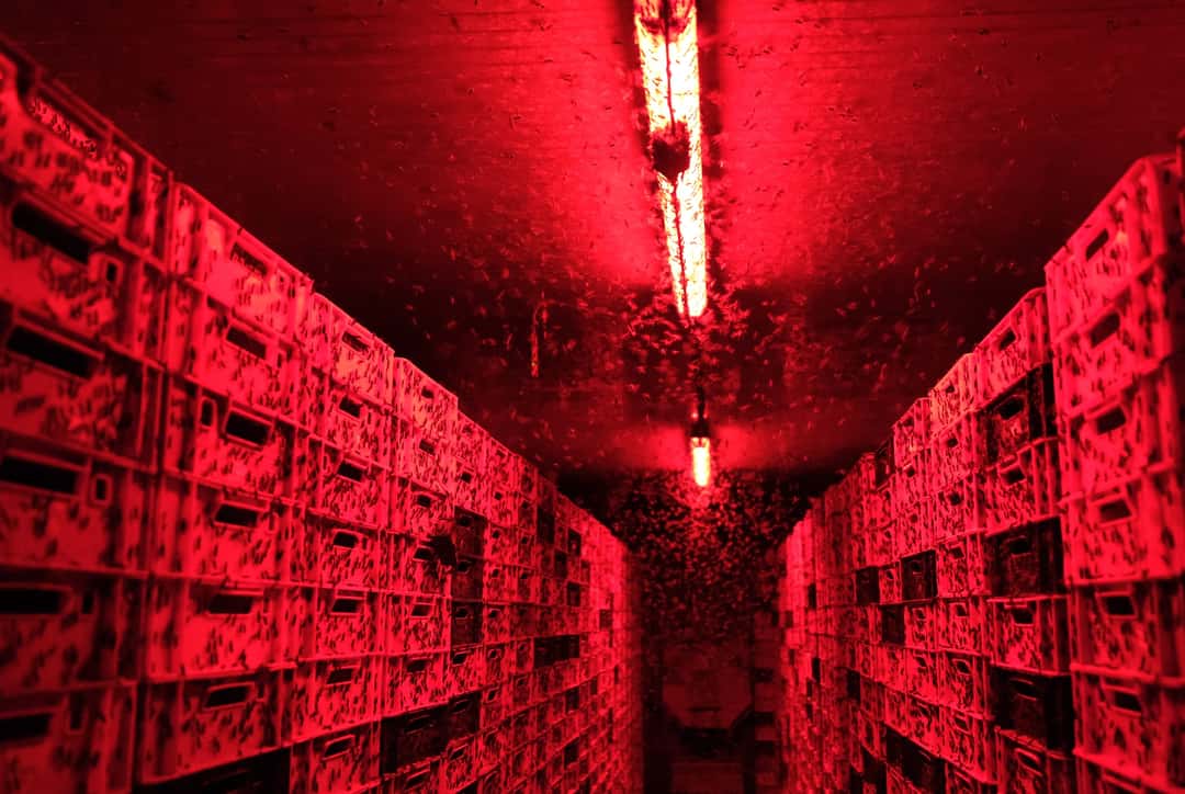 PHW-Gruppe gründet Unternehmen für alternative Proteinquellen | top ...