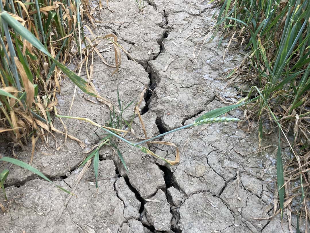 Vorsicht beim Pflanzenschutz: Trockenheit stresst Getreide und Mais | top agrar online