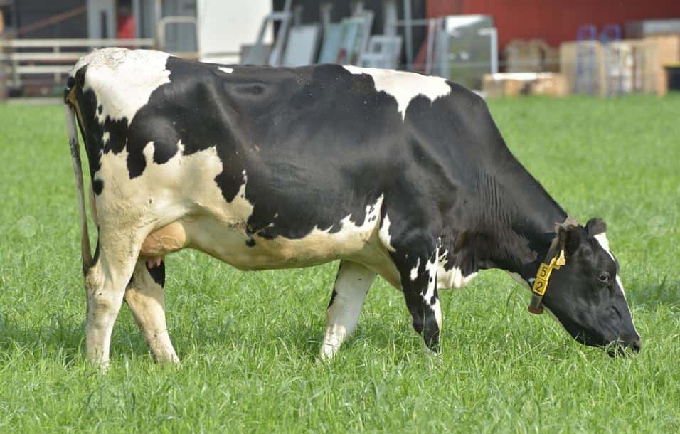 Erfolgreiche Ad Libitum-Aufzucht: Färsen Geben 1.000 Kg Mehr Milch – GIAU