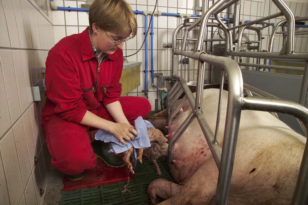 Tot geborene Ferkel: So können Sauenhalter gegensteuern | top agrar online