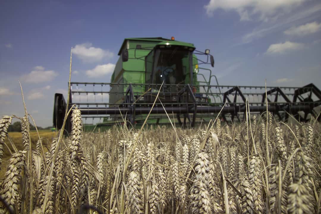 Getreideernte: So minimieren Landwirte Ährenverluste beim Dreschen