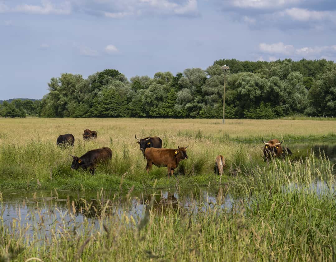 Professor für Tierernährung Windisch: Ohne Tiere geht es nicht! | top ...