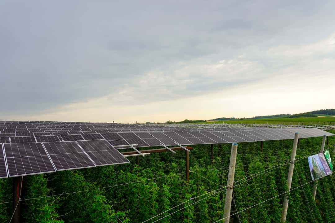 Erneuerbare Energien: Erste Agri-PV-Anlage in Hopfen eingeweiht