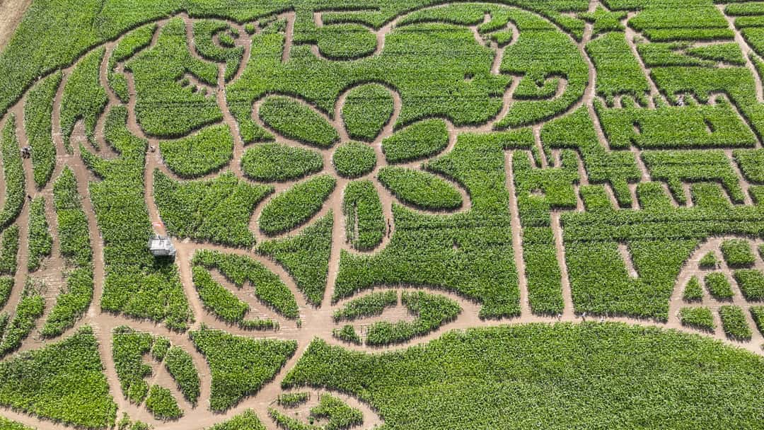 Maislabyrinthe laden wieder zum Verirren ein | top agrar online