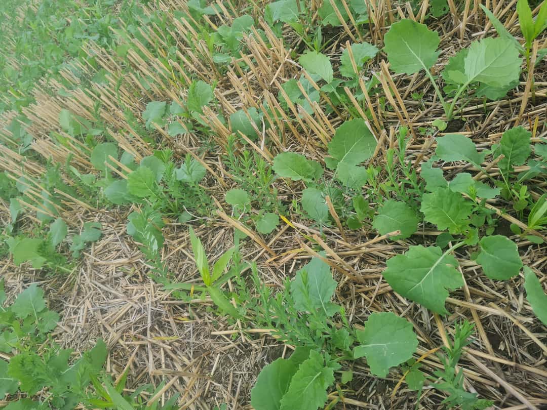 Raps mit Beisaat: Unkräuter und Ungräser stoppen | top agrar online