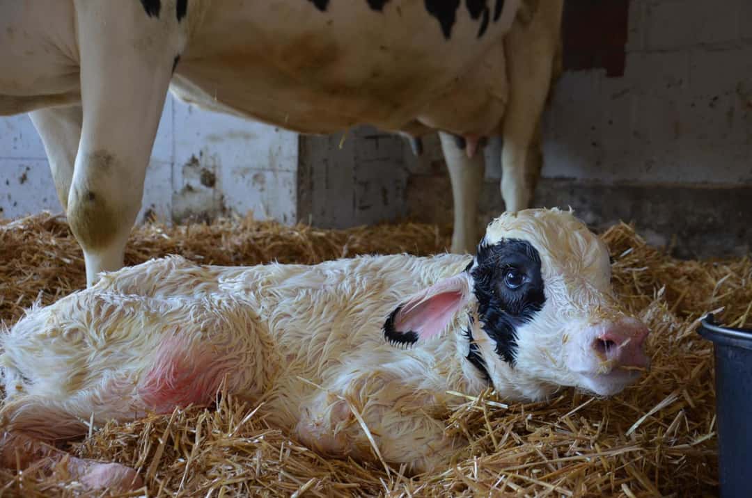 Calf Recumbency: Ein neuer Gendefekt bei Holsteins? | top agrar online