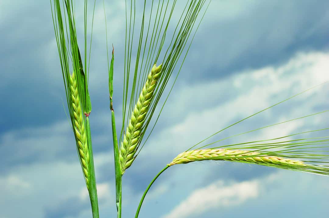 Sommerbraugerste schon im Herbst anbauen? | top agrar online